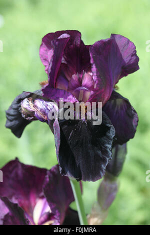 Iris 'Sable Night' close up of flower Stock Photo - Alamy