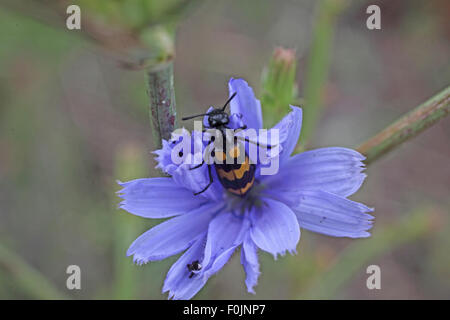 Blister Beetle (Hycleus polymorphus) on flower, Ardeche, France Stock ...