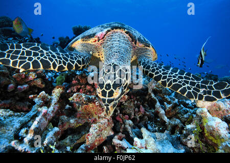HAWKBILL SEA TURTLE EATING SPONGE ON THE CORAL REEF Stock Photo - Alamy