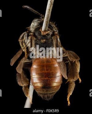The Andrena hybrida, a species of mining bee, was photographed in ...
