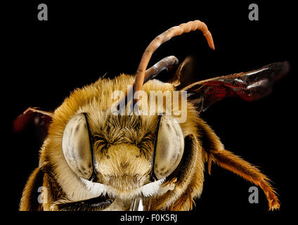 This close-up shows a male Melissodes bimaculata bee from Caroline ...