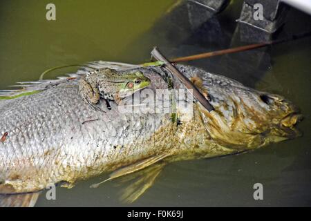 Dead Carp floating in a lake Stock Photo - Alamy
