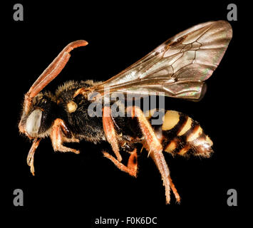 This image features a mystery *Nomada* species bee from New Jersey. Known for their parasitic ...