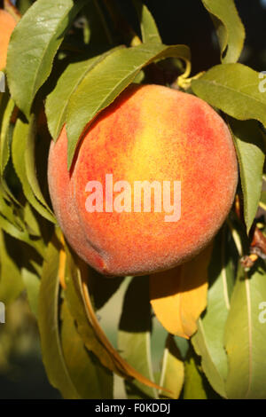 A closeup of a single peach on a tree Stock Photo - Alamy