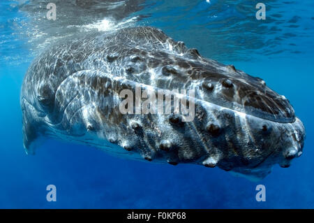 Close up of Humpback Whale's head Stock Photo - Alamy