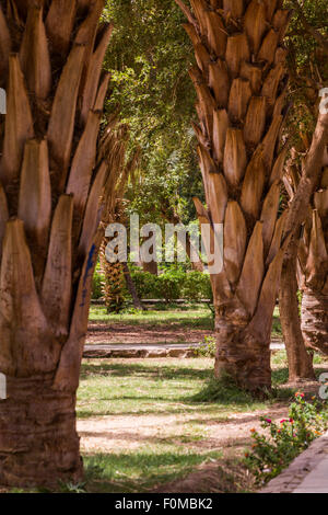 Palm trees at Aswan Botanical Garden on Kitchener's Island (El Nabatat ...