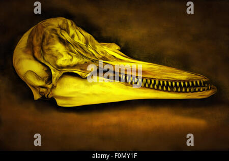 skeleton of bottlenose dolphin, Tursiops truncatus, washed up on shore ...