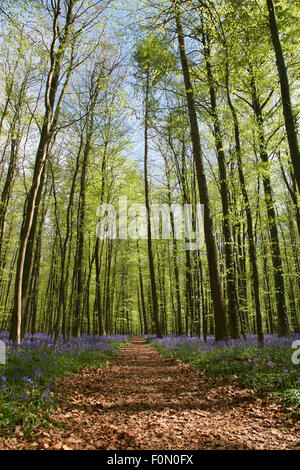 Branches On The Edge of The Woods in Great Smoky Mountains National ...