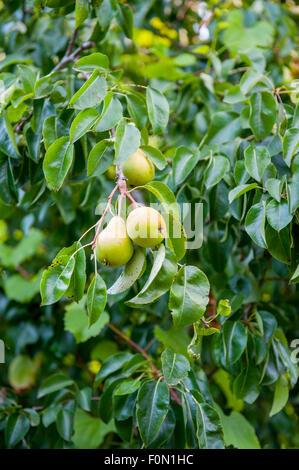 Pears on the tree. Selective focus. food and drink Stock Photo - Alamy