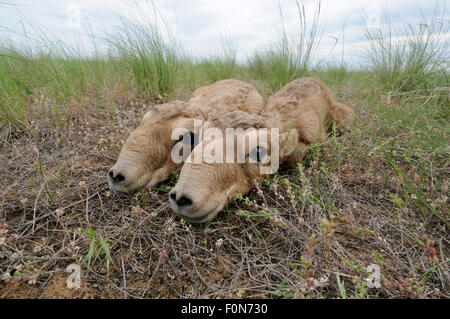 Two newborn Saiga antelope (Saiga tatarica) calves lying on ground ...