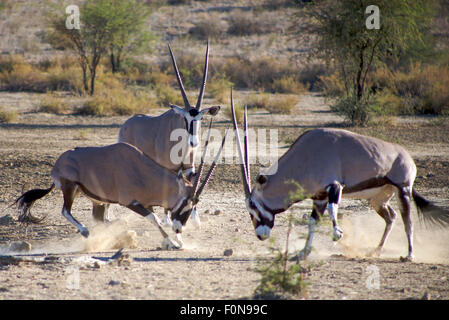 Gemsbok fighting in the kalahari desert Stock Photo - Alamy