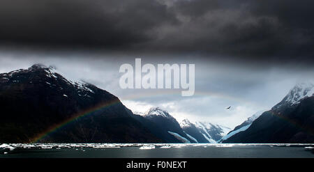 Rainbow and rock shags (Phalacrocorax magellanicus) in flight at Calvo ...