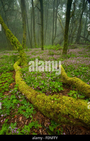 Laurisilva forest, Laurus azorica among other trees in Garajonay ...