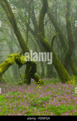 Laurisilva forest, Laurus azorica among other trees in Garajonay ...