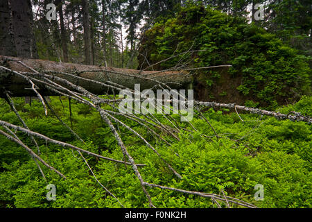 Rowan Tree Sorbus aucuparia root system autumn Scotland rowan mountain ...