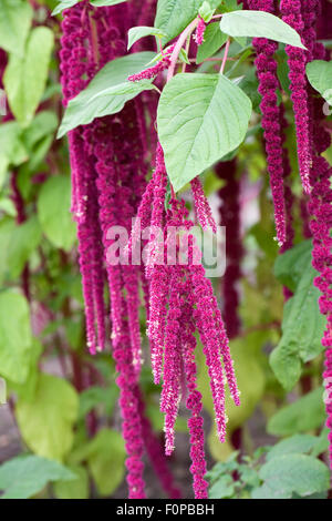 Amaranth (Amaranthus) plant flower heads growing, Uganda, Africa Stock ...