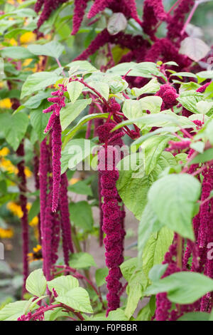 Amaranth (Amaranthus) plant flower heads growing, Uganda, Africa Stock ...