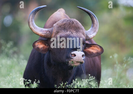 Male Gaur or Indian Bison, Bos gaurus (previously Bibos gauris ...