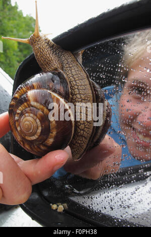 Turkish / Balkan edible snail (Helix lucorum) on plant, Stenje region ...