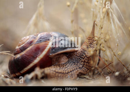 Turkish / Balkan edible snail (Helix lucorum) portrait, Stenje region ...