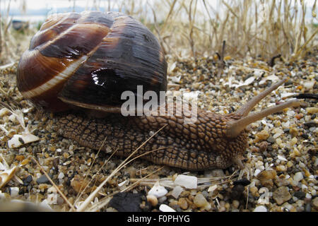 Turkish / Balkan edible snail (Helix lucorum) on plant, Stenje region ...