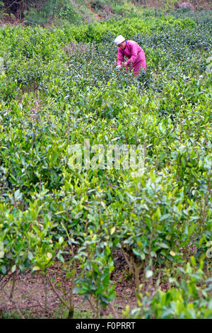 Tea plantation, tea field, tea farm Stock Photo - Alamy
