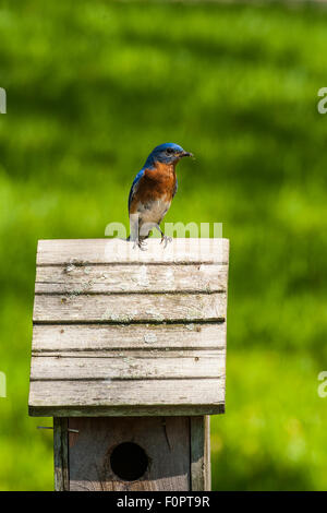 An Eastern Bluebird perching on wood Stock Photo - Alamy