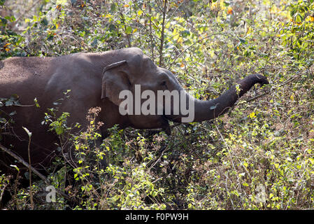 Large Female Indian Elephant side view Stock Photo - Alamy