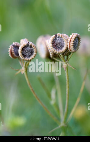 Mediterranean hartwort (Tordylium apulum) seed heads, Falassarna, Crete ...