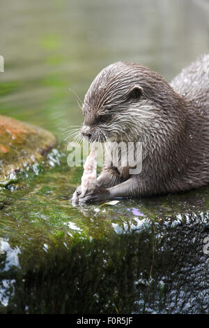 Captive Otter Feeding Stock Photo - Alamy