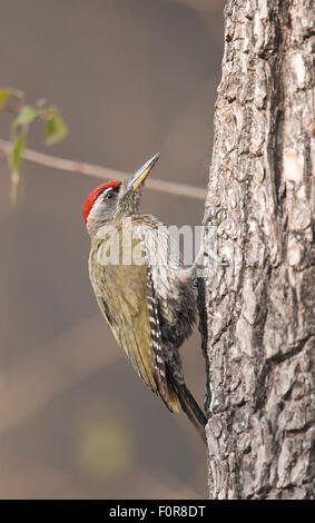 Streak throated Woodpecker ( Picus xanthopygaeus ) in Nagarhole ...