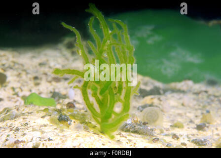 endemic filamentous algae (Draparnaldia mutabilis) Lake Baikal, Siberia ...