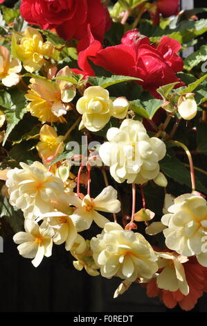begonia trailing red Stock Photo - Alamy