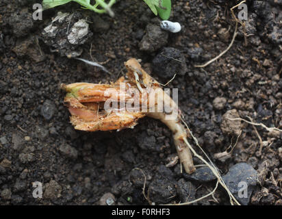 Blaniulius guttulatus Spotted millipede and fly larvae feeding on ...