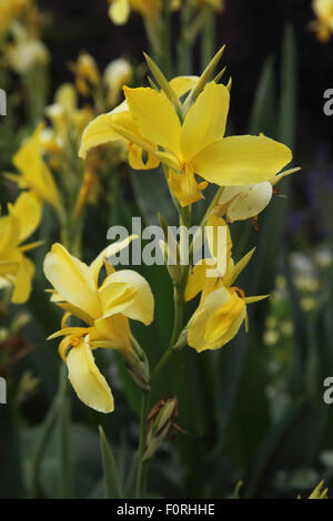 Canna Ra flower Stock Photo - Alamy