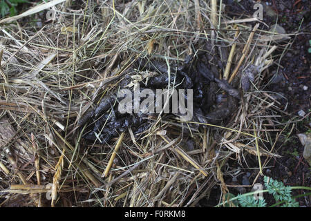 Mustela putoris Polecat scat close up Stock Photo - Alamy