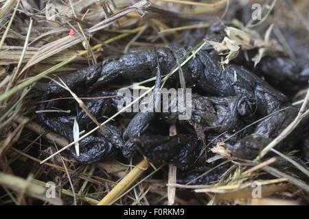 Mustela putoris Polecat scat close up Stock Photo - Alamy