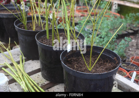 Hardwood cuttings cornus step 5 push the cutting into soil so that ...