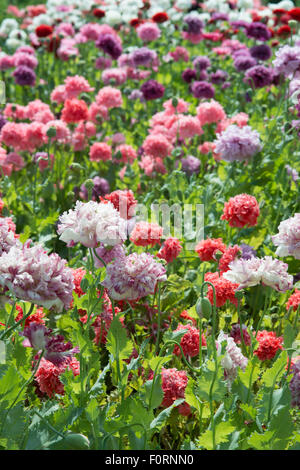 Ruffled pink poppy flower blossom up close in a garden Stock Photo - Alamy