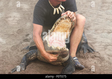 Person performing a stunt with alligator Stock Photo - Alamy