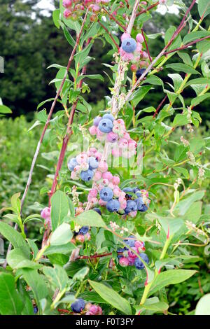Blueberries, Barrie, Ontario, Canada Stock Photo - Alamy