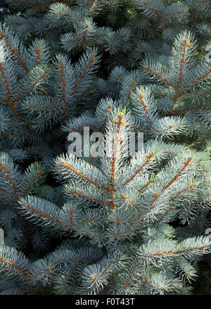 A closeup of blue spruce tree branches in a garden with a blurry ...