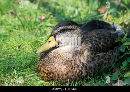 Mallard body profile pretty Stock Photo - Alamy