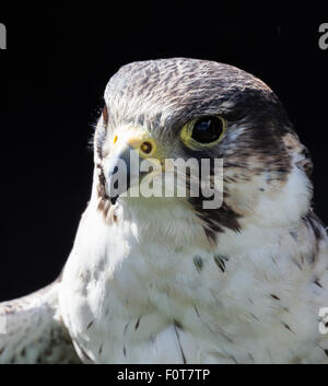perigrine falcon close up Stock Photo - Alamy