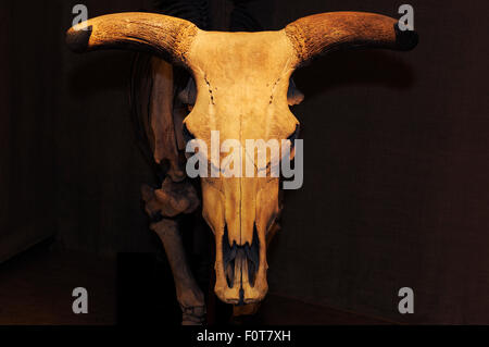 The aurochs skeleton Stock Photo - Alamy