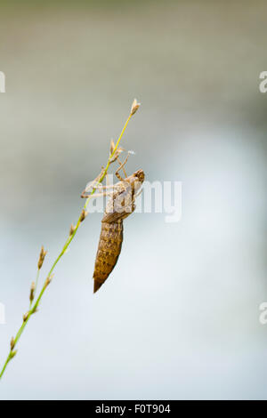 Emperor Dragonfly, Anax imperator. Nymph catching a mosquito larva ...