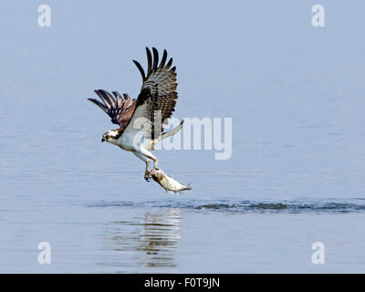 An Osprey bird grabbing a fish from the surface of the water using its ...
