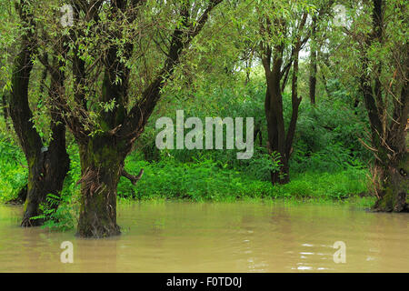 Swamp forest, Danube delta rewilding area, Romania May 2012 Stock Photo ...