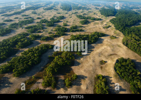 Aerial view over Letea forest, within the Danube delta rewilding area ...