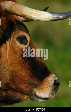 Limia cow (Bos taurus) profile, Aurochs breeding site run by The Taurus ...